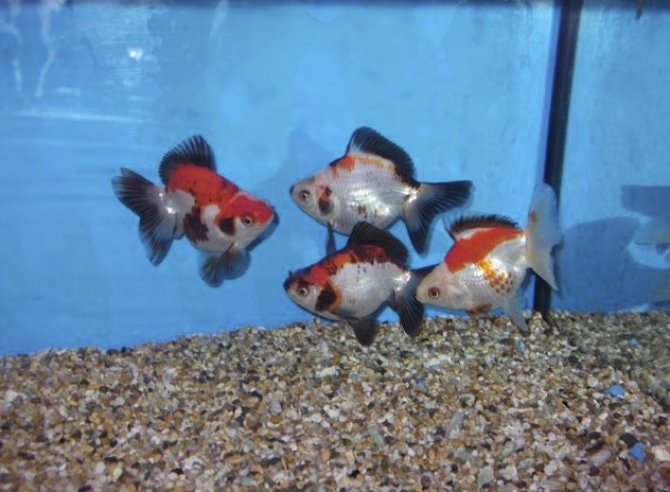 Fancy goldfish sale this weekend - Practical Fishkeeping