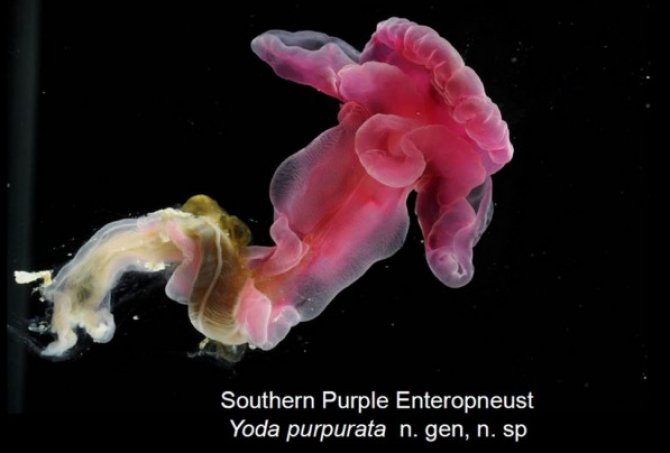 Newly discovered deep sea worm named after Yoda from Star Wars ...