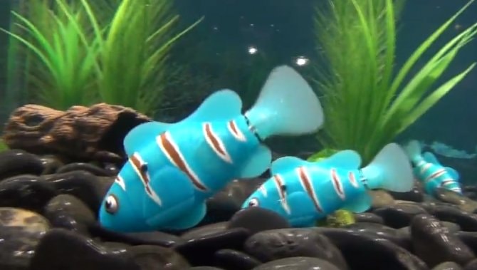 Video: Check out the swimming style of these robotic aquarium fish ...