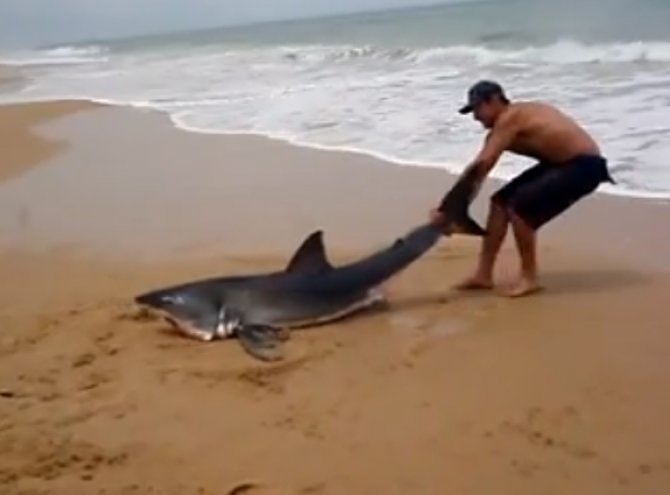 Video: Man drags beached shark back out to sea - Practical Fishkeeping