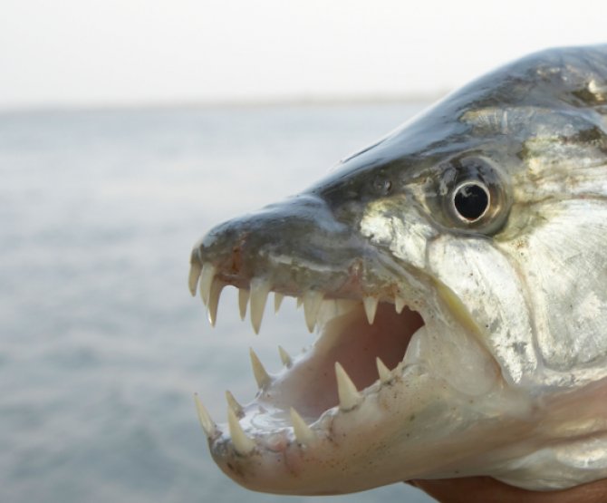 Video: African tigerfish catches bird in flight - Practical Fishkeeping