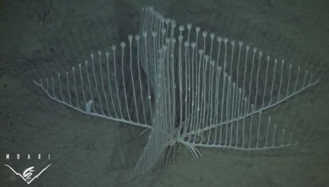 Video: New predatory 'Harp sponge' discovered - Practical Fishkeeping