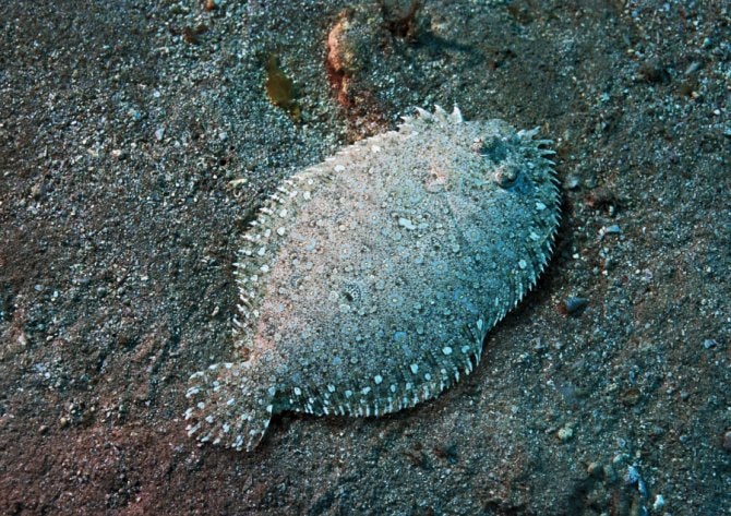 Fish chokes angler to death - Practical Fishkeeping