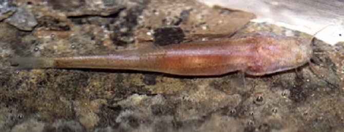 New blind, scaleless fish discovered - Practical Fishkeeping