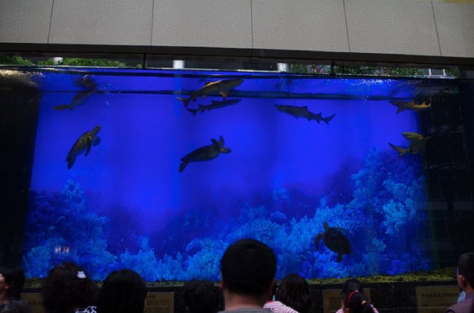 Caught on camera: The moment a giant tank exploded - Practical Fishkeeping