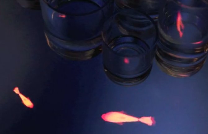 Video: Goldfish play glass harp - Practical Fishkeeping