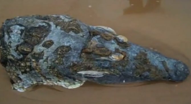 Video: Did a shark really kill this crocodile? - Practical Fishkeeping