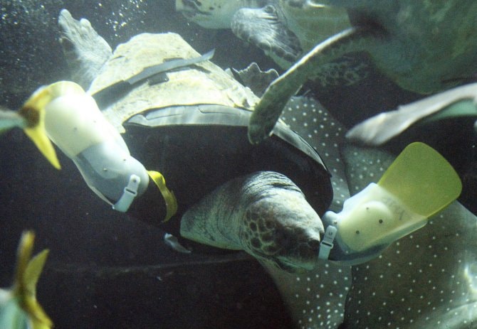 Turtle gets a pair of artificial flippers - Practical Fishkeeping