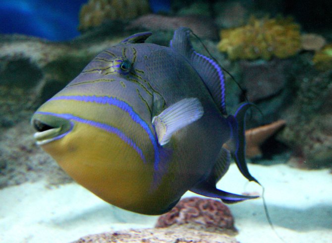 Fancy a job at Blue Planet Aquarium? - Practical Fishkeeping