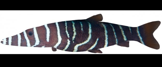 World's first Frankenfish! - Practical Fishkeeping