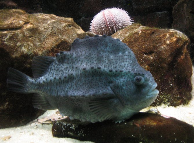 World's 'least graceful marine fish' go on display at aquarium ...