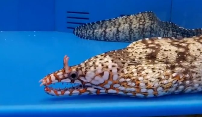 Video: Dragon eel in stock at TMC Bristol - Practical Fishkeeping