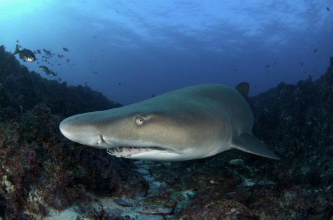 Video: Aquarium returns sharks to the wild - Practical Fishkeeping
