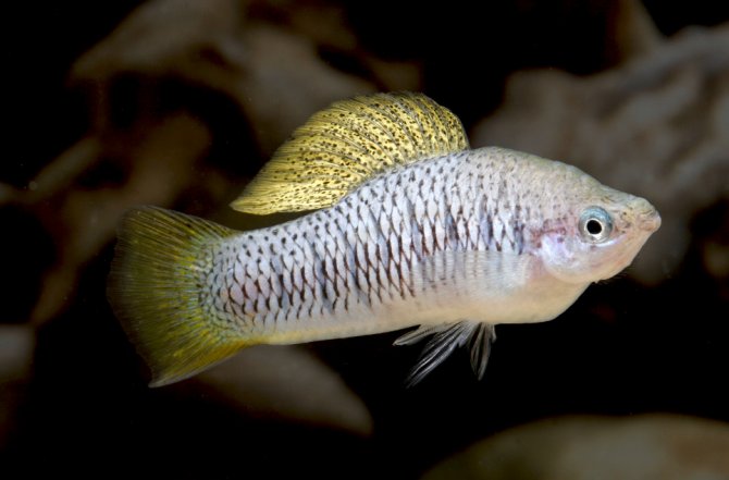 Small fish with strong personalities win food fights... - Practical ...