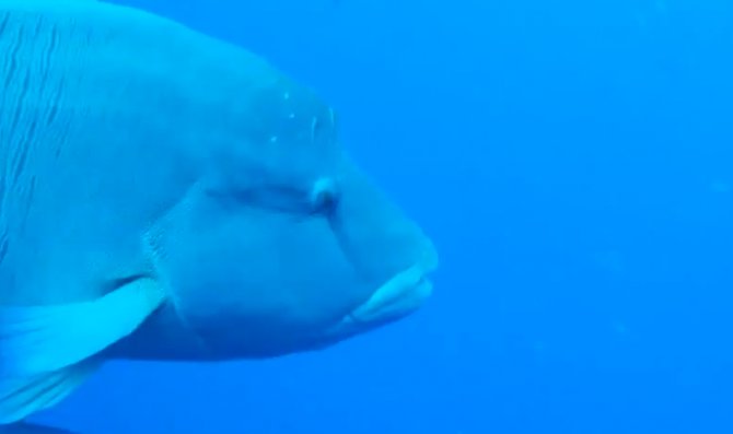 Video: Camera is swallowed by fish - and continues filming! - Practical ...