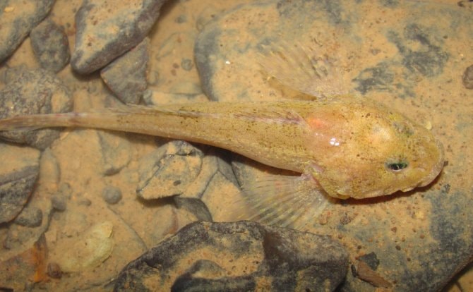Saving rare cave fish could cost $4 million - Practical Fishkeeping