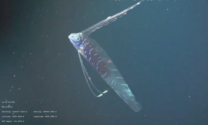 Video: Deep sea Oarfish filmed live for first time - Practical Fishkeeping