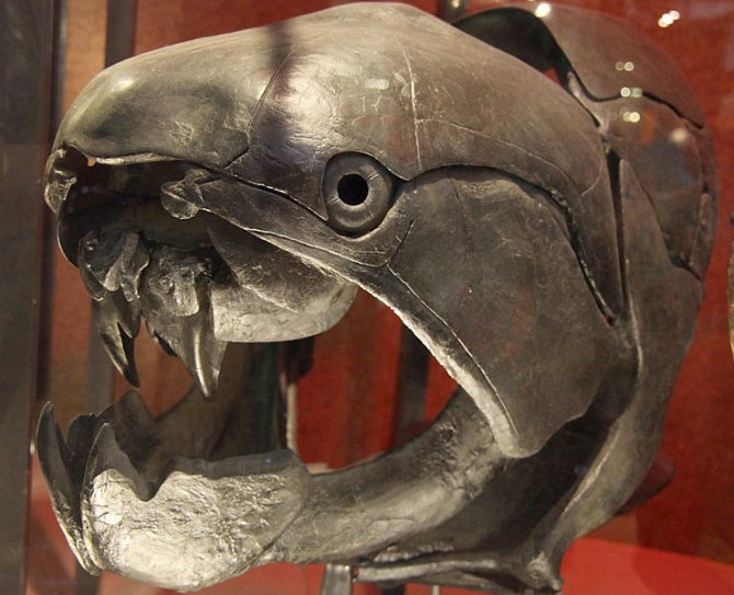 Prehistoric plated fish with world's first abs - Practical Fishkeeping