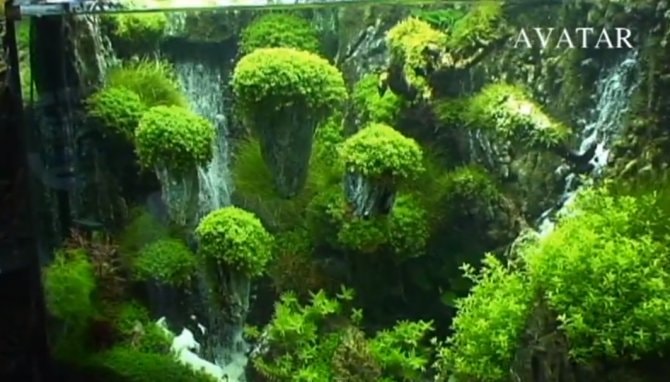 Video: The most Avatar tank to date? - Practical Fishkeeping