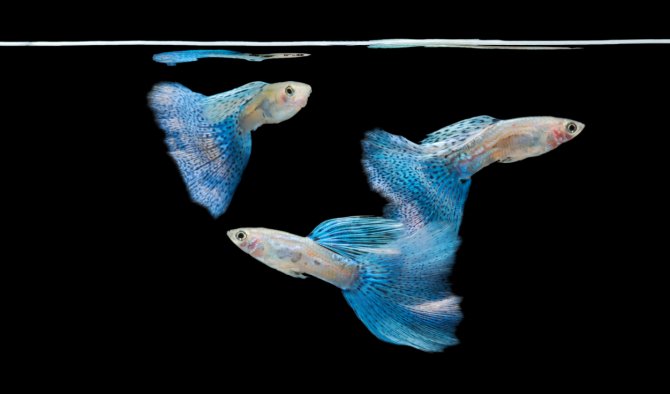 Would you buy cloned, lab-grown fish? - Practical Fishkeeping