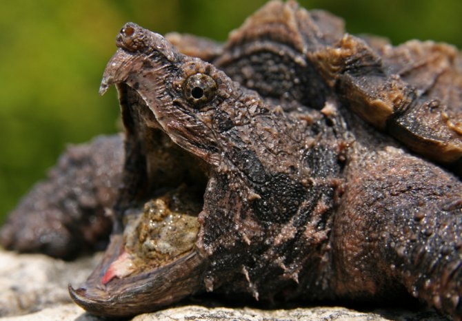 Boy attacked by snapping turtle in German lake - Practical Fishkeeping