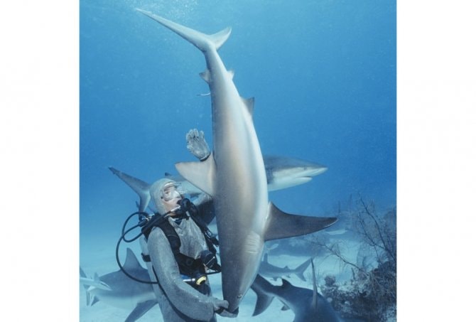 Video: Diver 'hypnotises' shark - Practical Fishkeeping