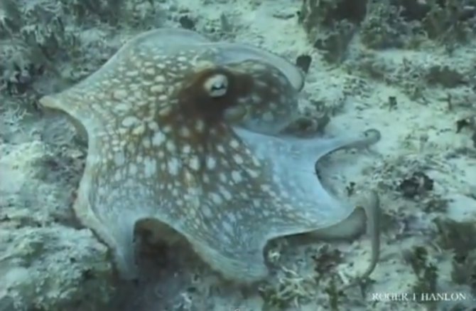Video: Octopus appears from nowhere - then disappears again ...