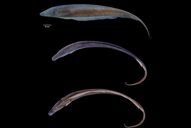 New genus of electric fish discovered in South America - Practical ...