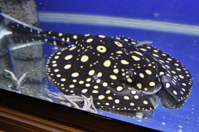 Video: Mutant ray on sale at Taiwan show for $100,000! - Practical ...