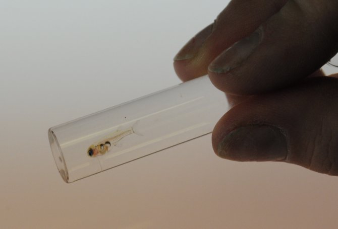 Aquarium breeds one of the world's smallest fish! - Practical Fishkeeping