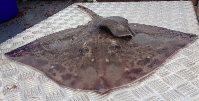 Meet Elvis, the skate with a 'quiff' - Practical Fishkeeping