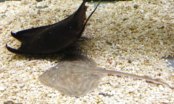 Small-eyed ray hatches out at aquarium - Practical Fishkeeping