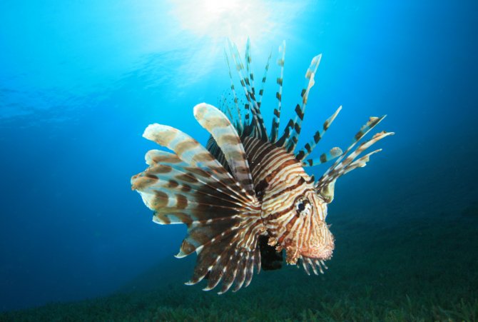 Alien 'ghost' fish are taking over... - Practical Fishkeeping