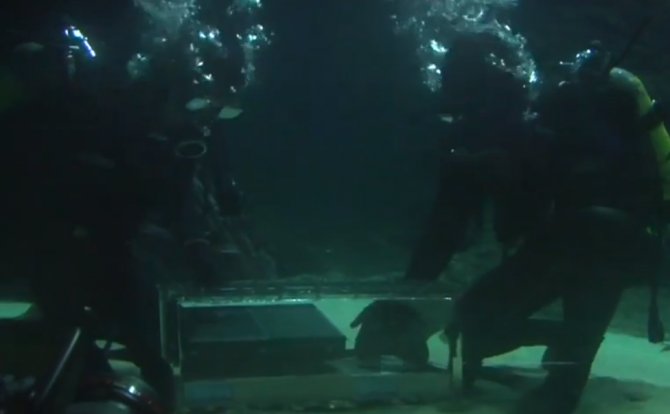Video: Sharks guard new Xbox One - Practical Fishkeeping