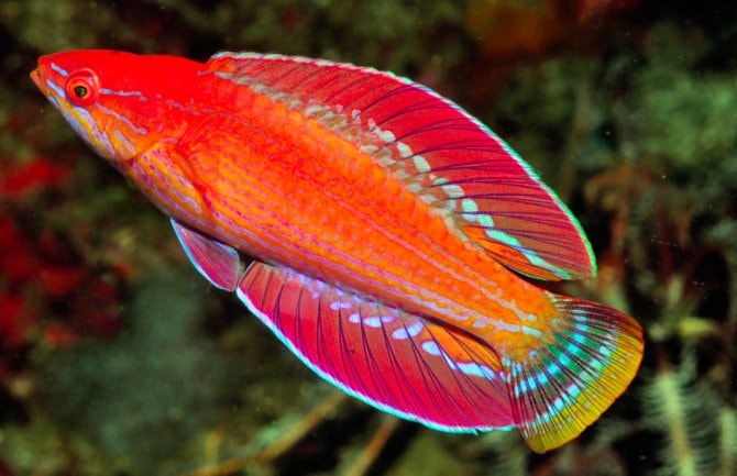 New species of flasher wrasse discovered - Practical Fishkeeping