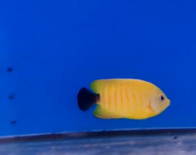 Video: Rare hybrid angelfish at TMC - Practical Fishkeeping