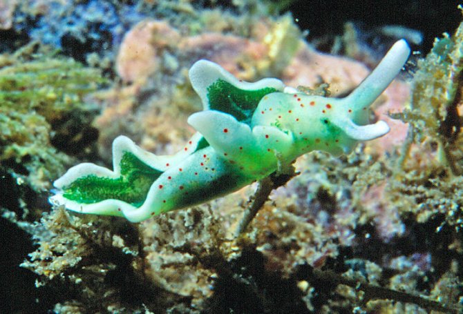 'Solar-powered slugs' survive in the dark - Practical Fishkeeping