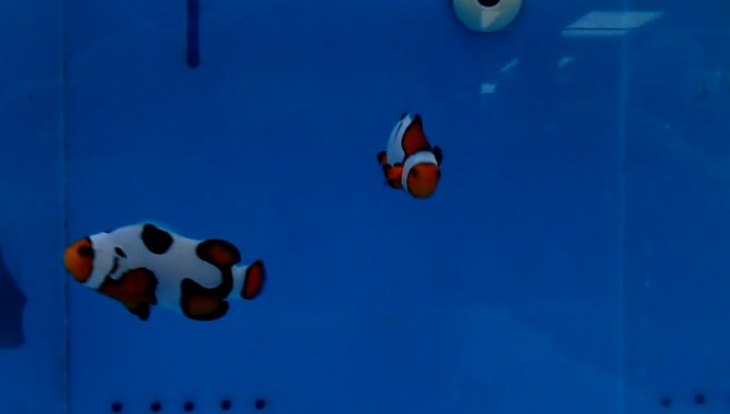 Video: Two rare clownfish morphs at TMC - Practical Fishkeeping