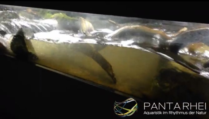 Video: Now THAT'S a river tank! - Practical Fishkeeping