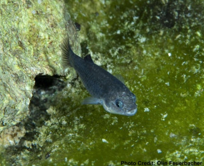 Could 10 tiny fry save Devils Hole pupfish from extinction? - Practical ...