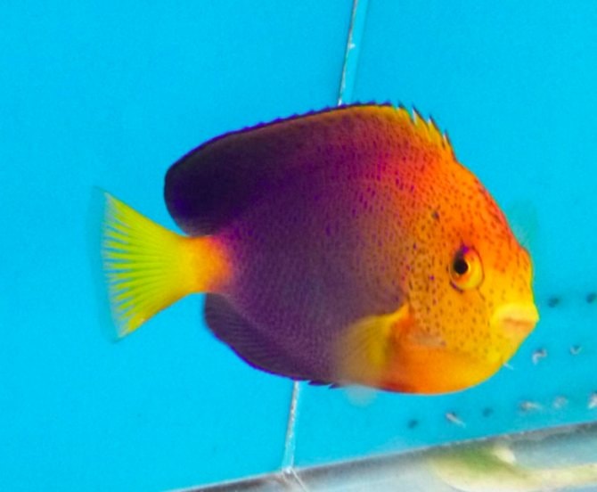 9 rare fish in stock now at TMC London - Practical Fishkeeping