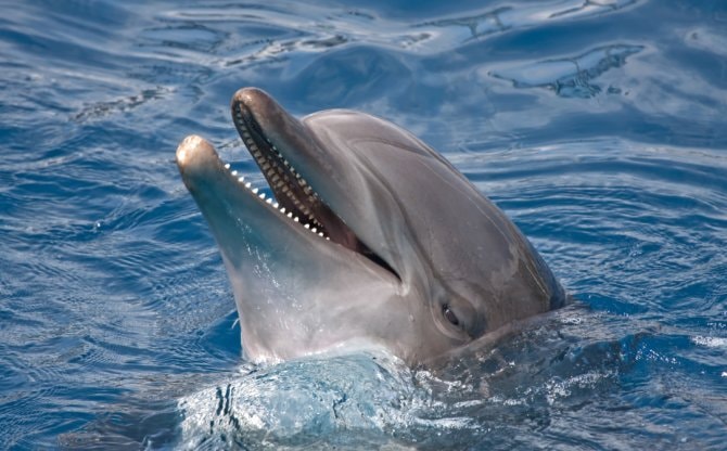 Dolphins chew puffer fish to get 'high'! - Practical Fishkeeping