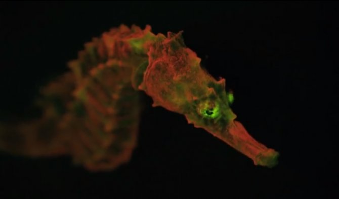 Video: The secret world of glowing fish - Practical Fishkeeping