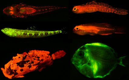 Video: The secret world of glowing fish - Practical Fishkeeping
