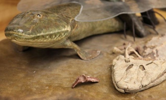 New fish fossils reveal how hind legs evolved - Practical Fishkeeping