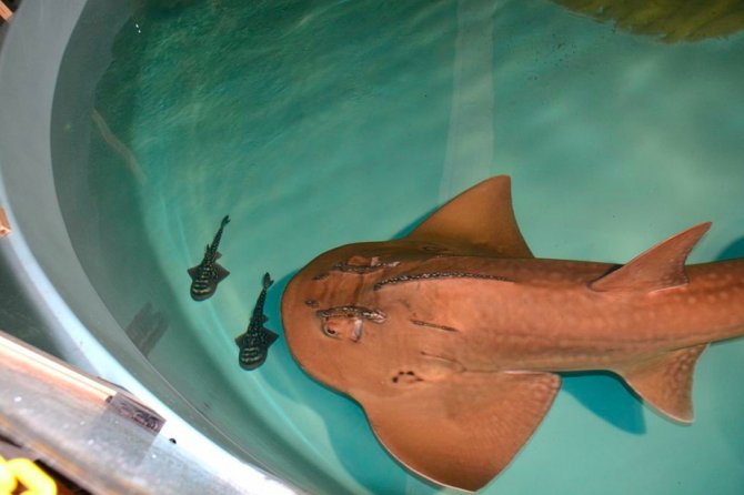 Historic first as US aquarium's Shark ray becomes mother of six ...