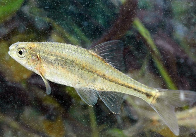 Fish comes back from endangered list! - Practical Fishkeeping