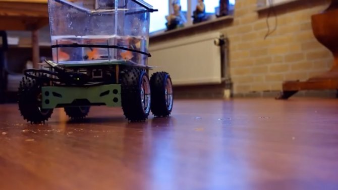 Video: Goldfish 'drives' car! - Practical Fishkeeping