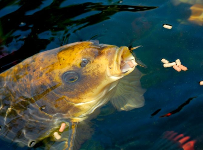 Man thought stolen fish could survive 24 hours without water ...