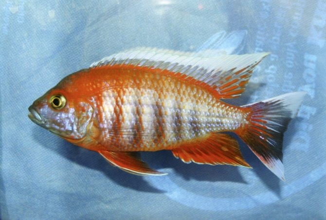 Welsh fish wins at Yorkshire show - Practical Fishkeeping